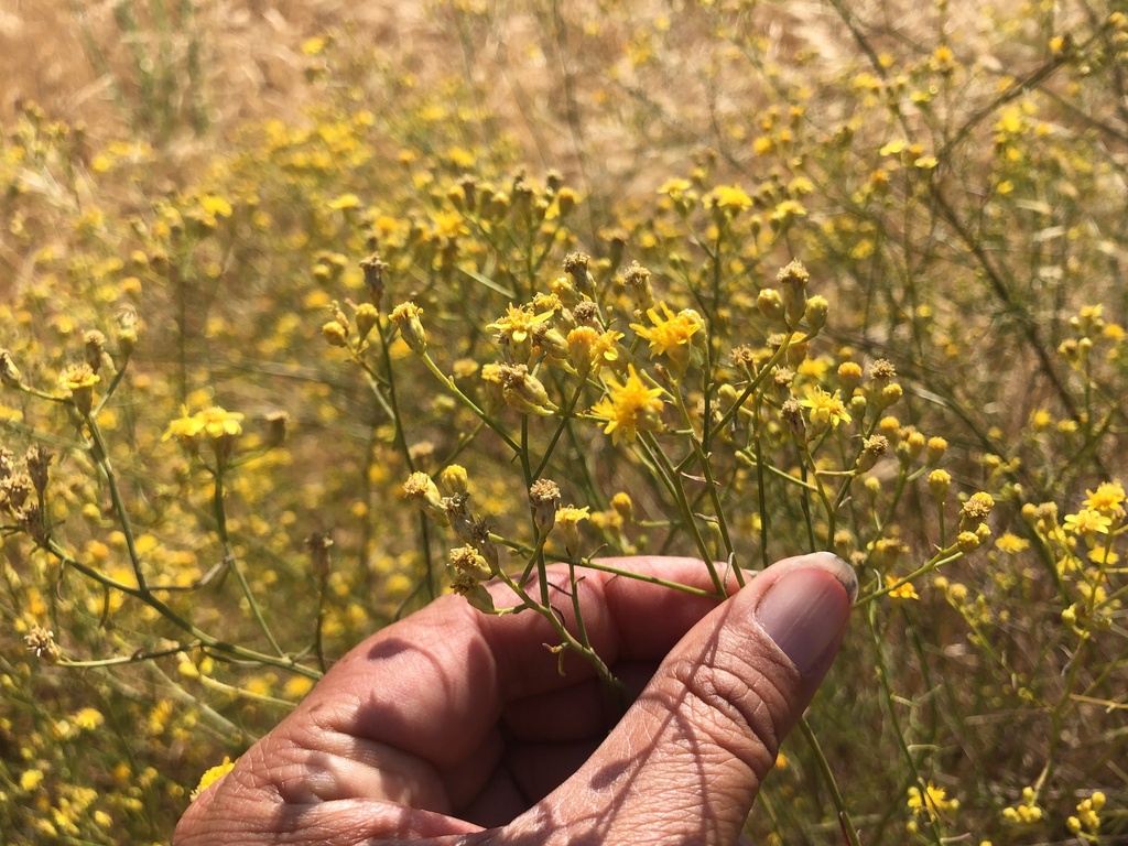 California matchweed from Antioch Dunes National Wildlife Refuge ...