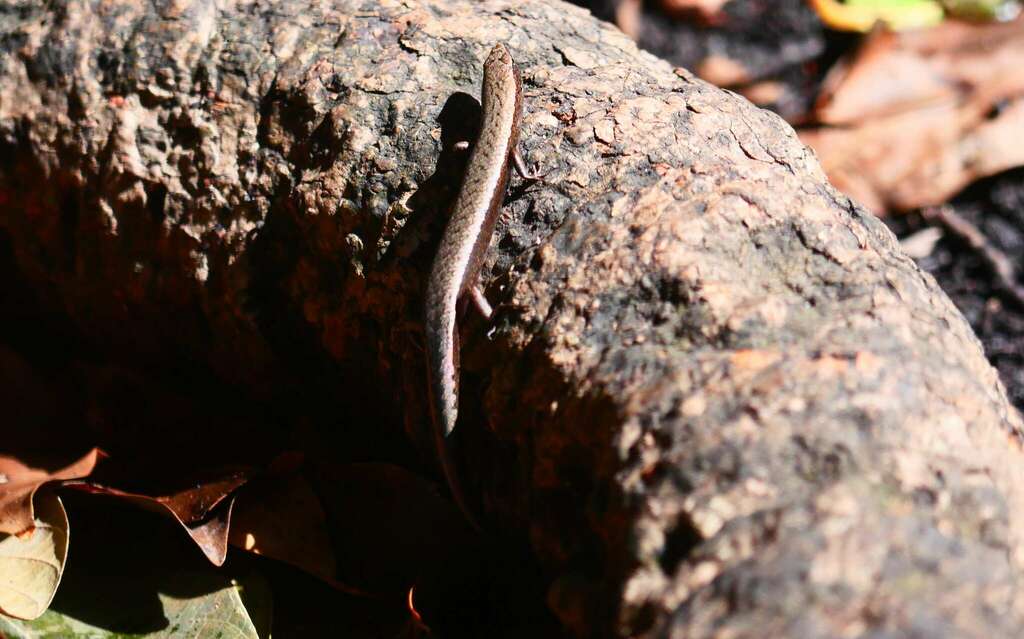 Common Litter Skink from Bourail, New Caledonia on August 4, 2023 at 12 ...