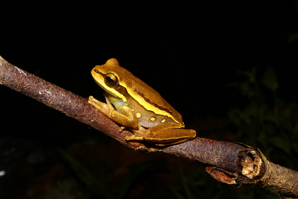 Curupi Tree Frog from Irani - SC, Brasil on October 30, 2018 at 10:19 ...