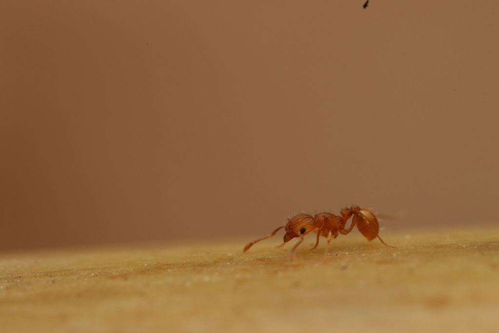 Little Fire Ant from תל אביב-יפו, ישראל on August 4, 2023 at 11:01 AM ...