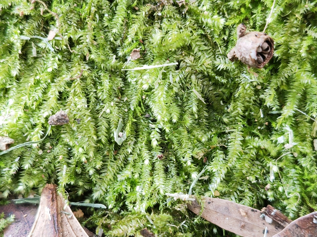 Clustered Feather-moss from Shenzhen, CN-GD, CN on September 24, 2023 ...