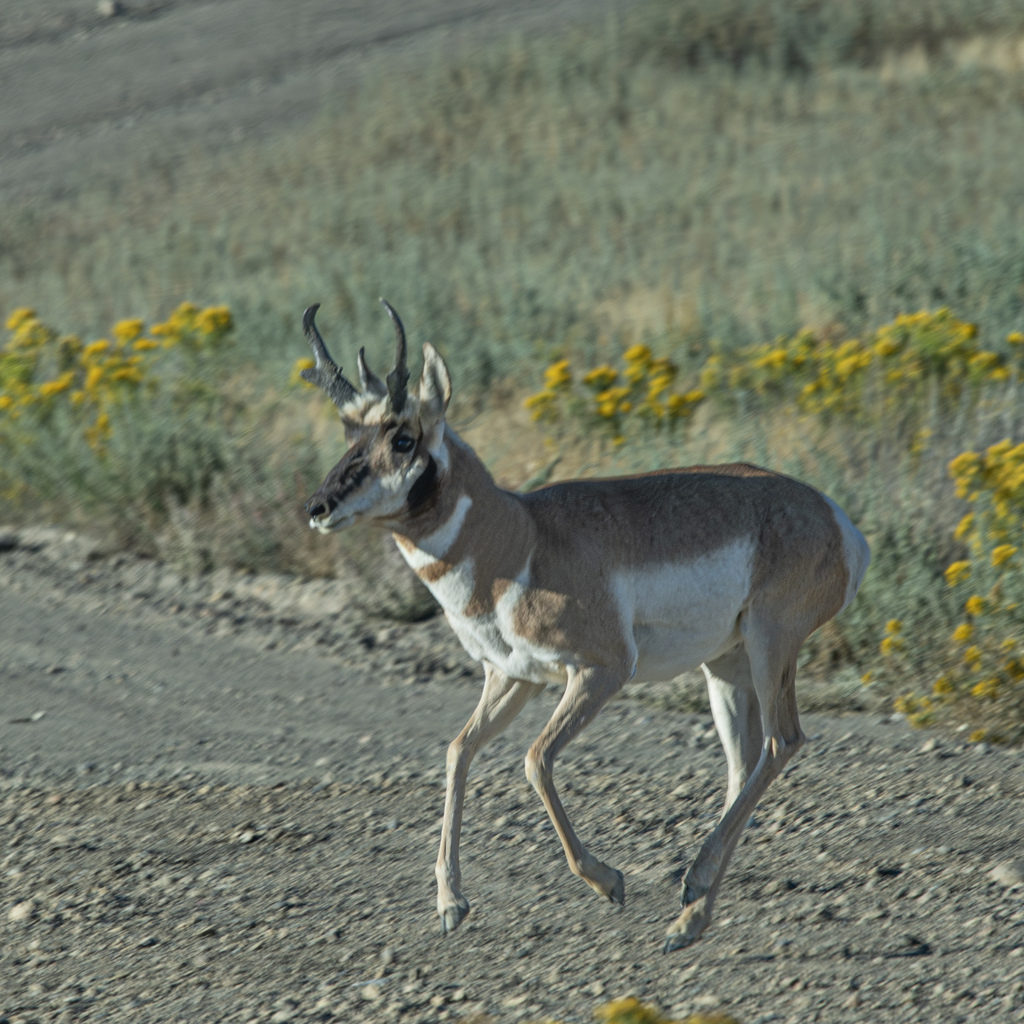 Pronghorn from Moffat County, CO, USA on September 16, 2023 at 05:52 PM ...
