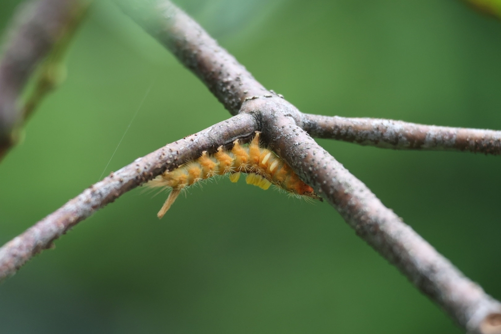 Cocoa Tussock Moth from Shenzhen, CN-GD, CN on September 24, 2023 at 07 ...