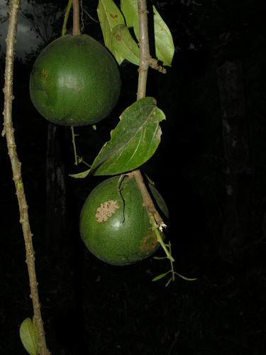 Genus Omphalea · iNaturalist