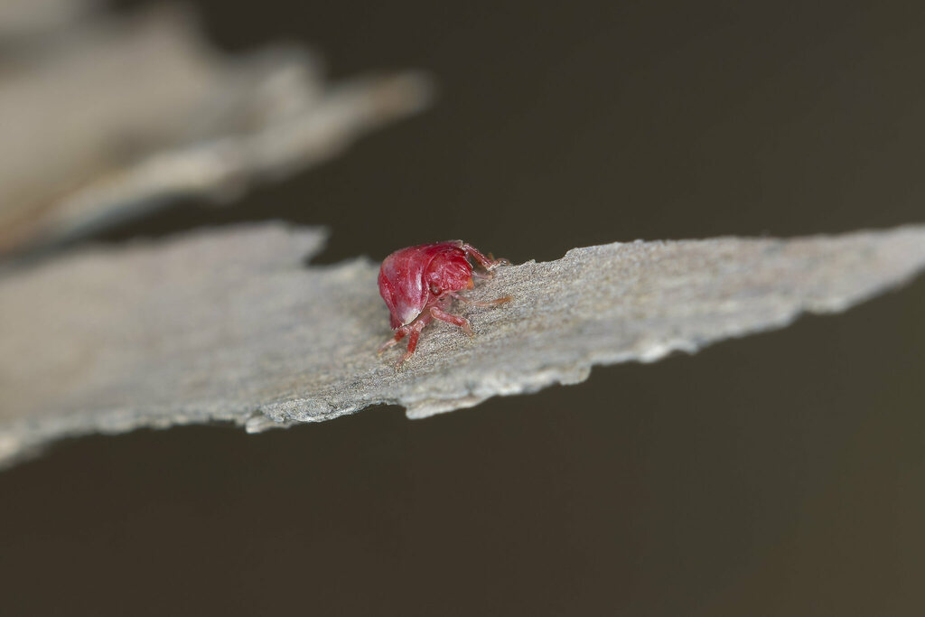 Turtle Bugs from Elqui, Coquimbo, Chile on September 23, 2023 at 02:20 ...
