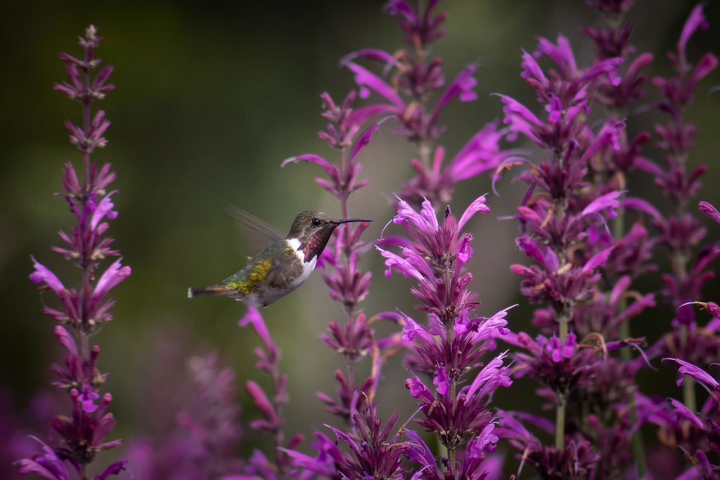 Bumblebee Hummingbird from Bosque de Chapultepec II Secc, 11100 Ciudad ...