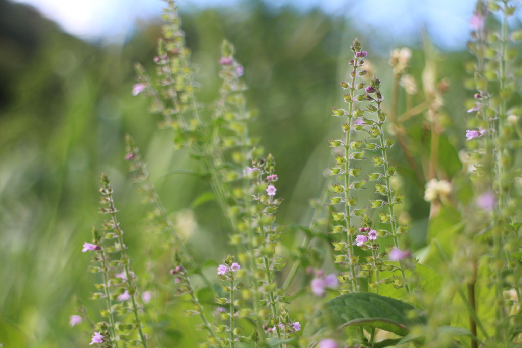 Mosla scabra from 台灣臺北 on September 23, 2023 at 03:38 PM by 羅元甫 ...