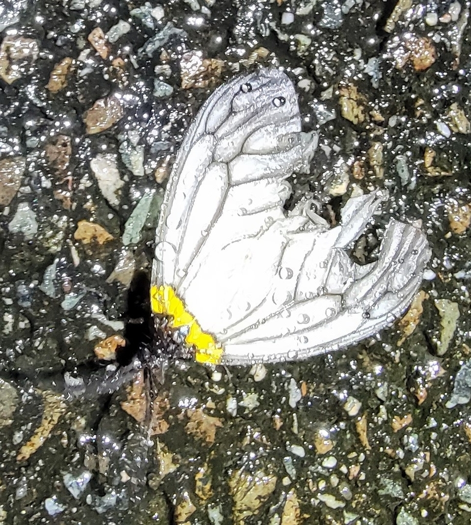 Elcysma from Lu'an, CN-AH, CN on September 23, 2023 at 12:49 AM by ...