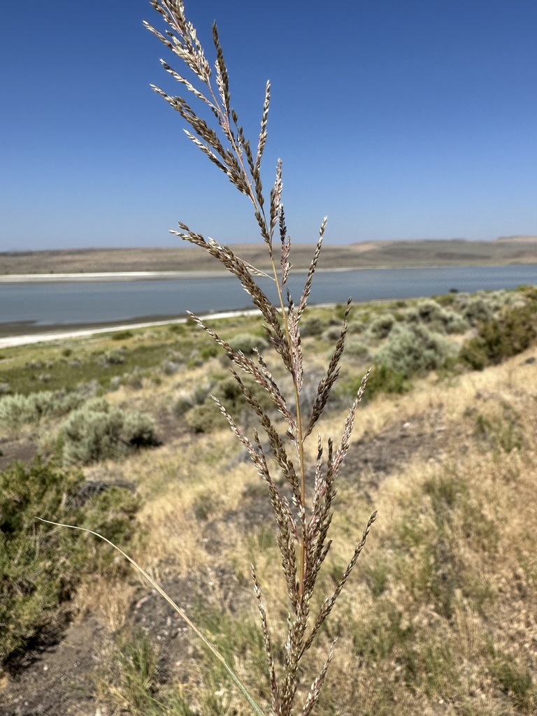 sprangletop from Lake County, OR, USA on July 21, 2023 at 10:54 AM by ...
