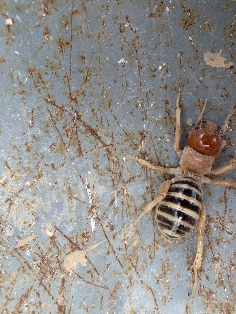 North American Jerusalem Crickets from Clark County, US-NV, US on ...