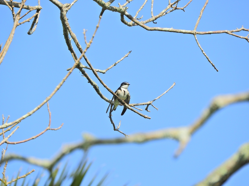White-rumped Swallow from 5H8F+M8Q, 45100 Rincón del Bonete ...