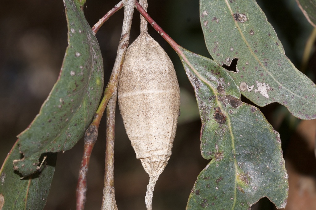 Ribbed Case Moth from Mornington Railway, VIC, Australia on September ...