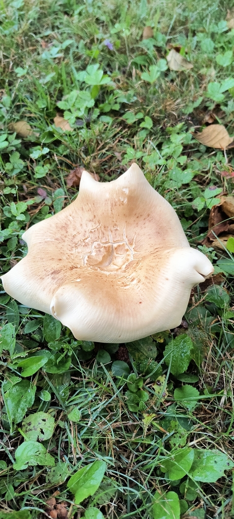 Lactifluus subvellereus from Plympton, NS B0W 2R0, Canada on September ...
