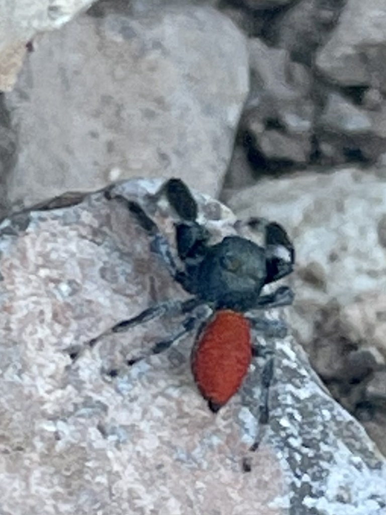 Desert Red Jumping Spider from Clark County, US-NV, US on September 23 ...