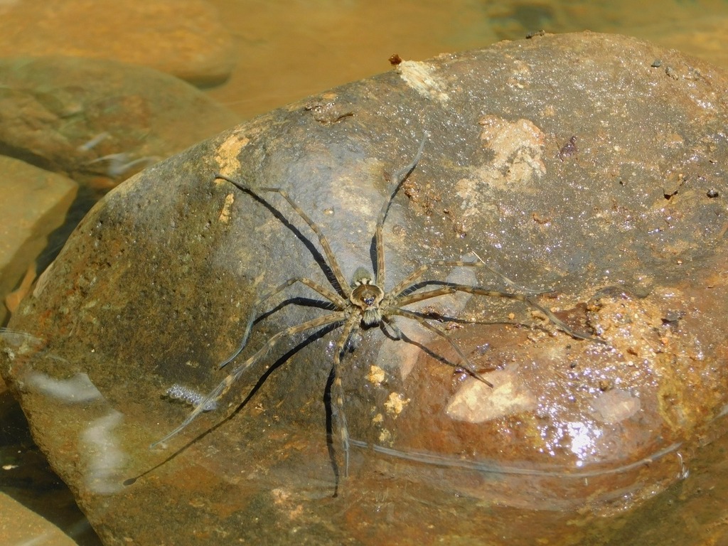trechaleid spiders from Nariño, Colombia on September 6, 2023 at 09:38 ...