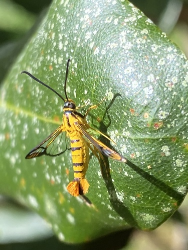 Paranthrenella melanocera · iNaturalist Mexico