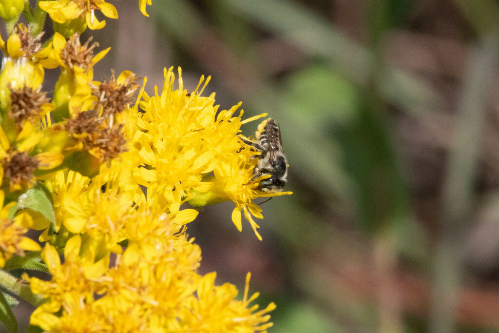 Megachile brevis from Kankakee County, IL, USA on September 23, 2023 at ...