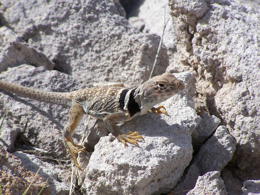Desert Collared Lizard from Topaz Mountain, Utah on August 15, 2007 at ...