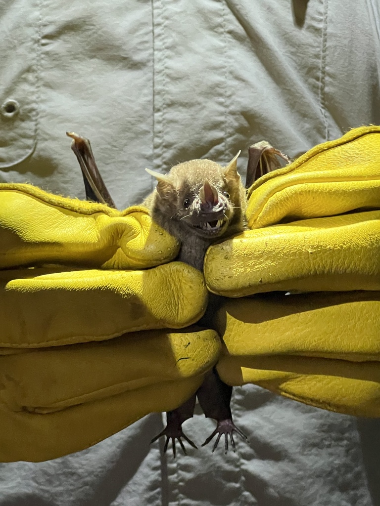 Jamaican Fruit-eating Bat from Jaime Benitez National Park, San Juan ...