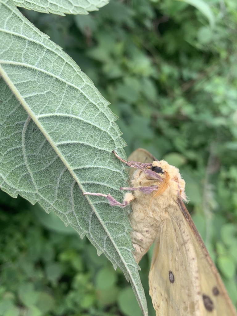 Imperial Moth from La Magdalena Contreras, CDMX, MX on September 20 ...