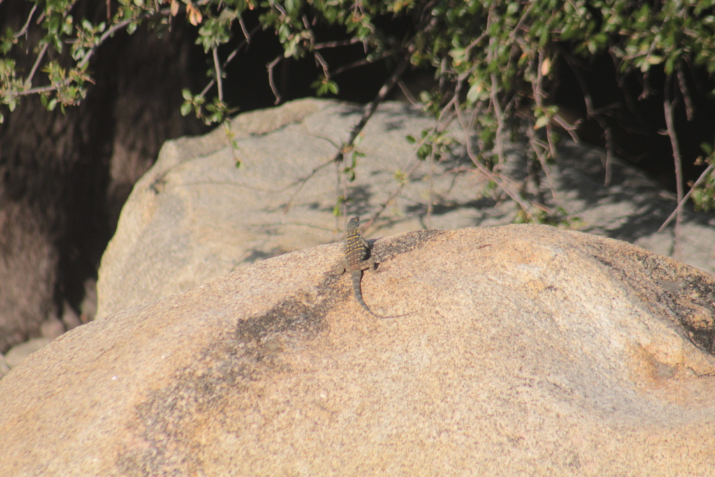 Baja California Rock Lizard from Los Cabos, B.C.S., México on September ...