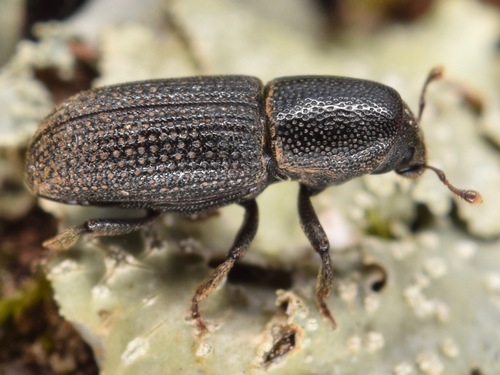 Piglet Bark Weevil (Hylastes porculus) wildspecies.ca