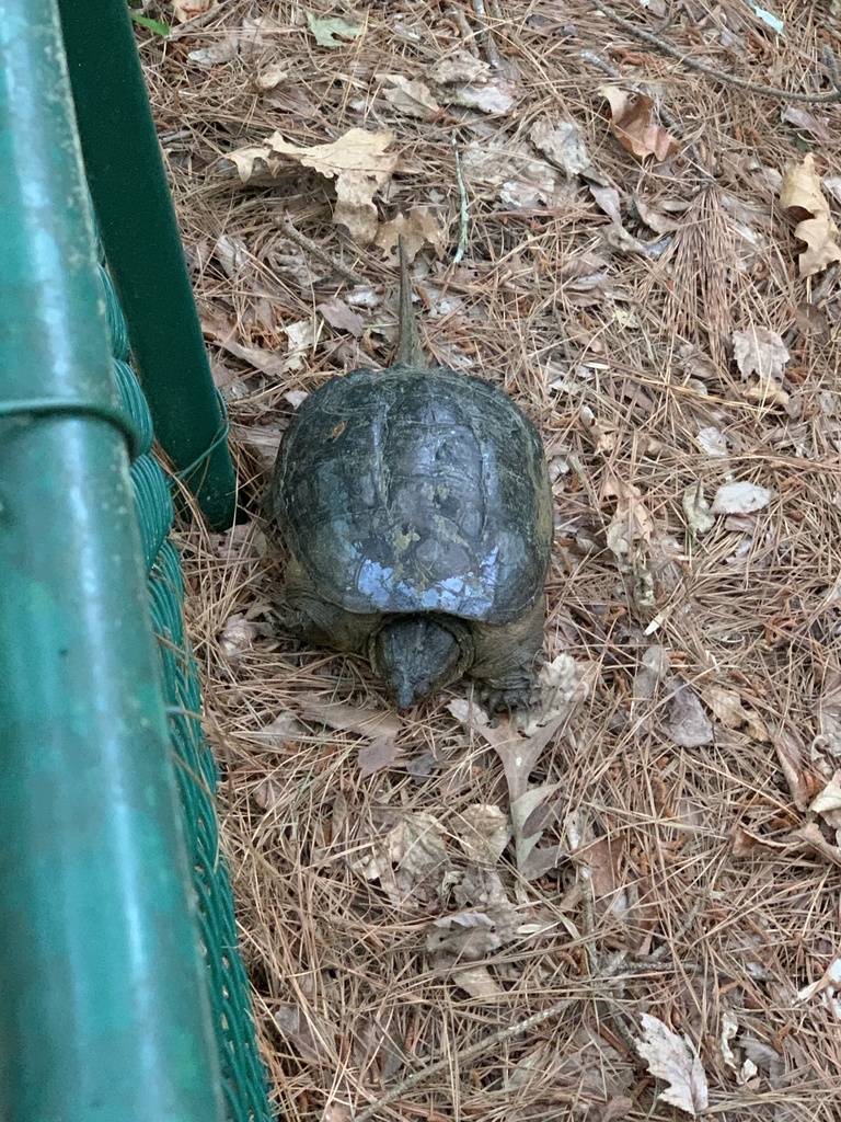 Common Snapping Turtle from Freshman Dr, Durham, NC, US on May 16, 2022 ...