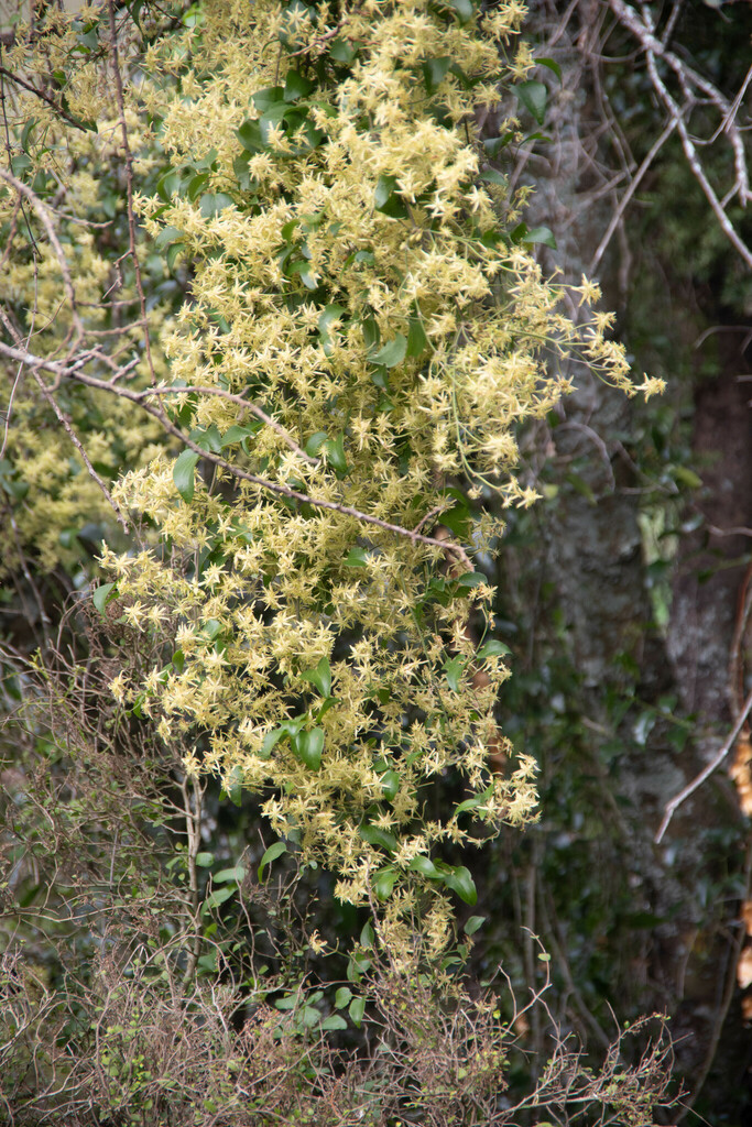 Clematis foetida in September 2023 by M Rutherford · iNaturalist
