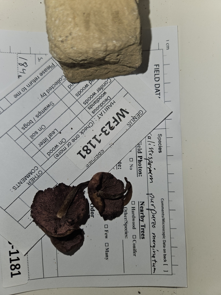 Purple-edged Lute from Nelson Township, OH, USA on September 23, 2023 ...