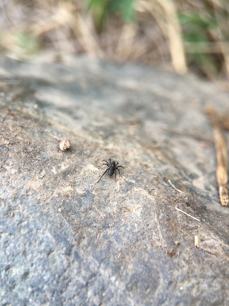 Thin-legged Wolf Spiders from Trans Canada Highway 1, Thompson-Nicola ...