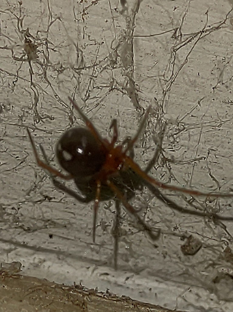 Red House Spider from Sepn 508 Bloco E - s/n qd 6 bl K sl 1201 - Asa ...