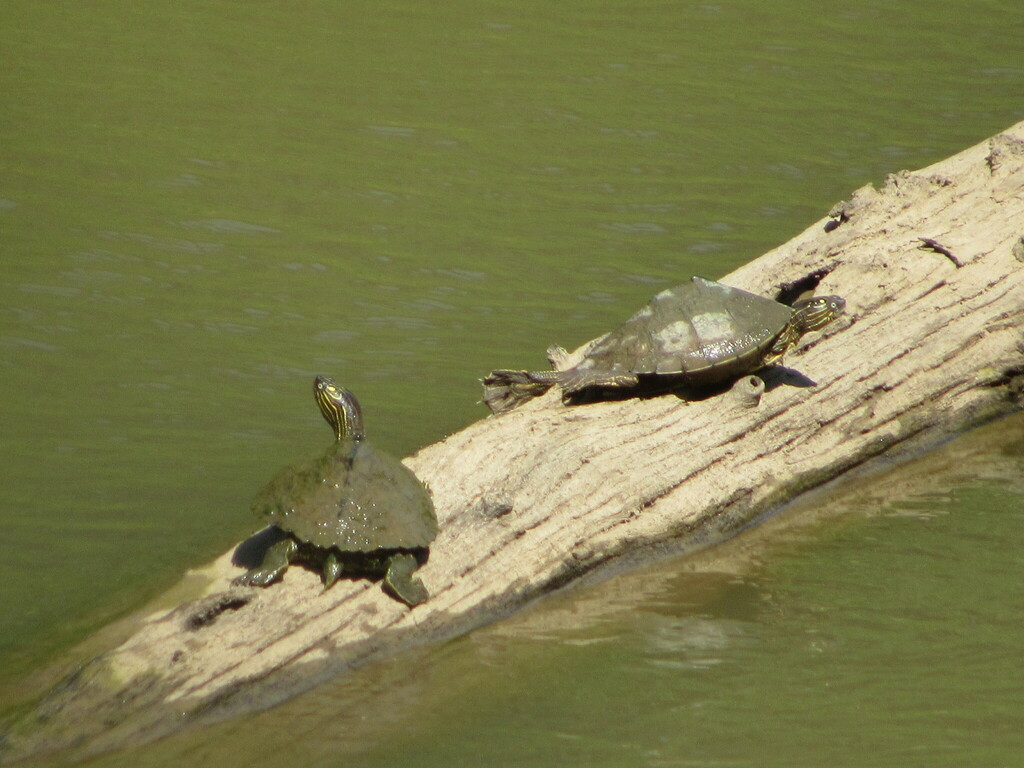 Sabine Map Turtle in September 2023 by Chris Acree · iNaturalist