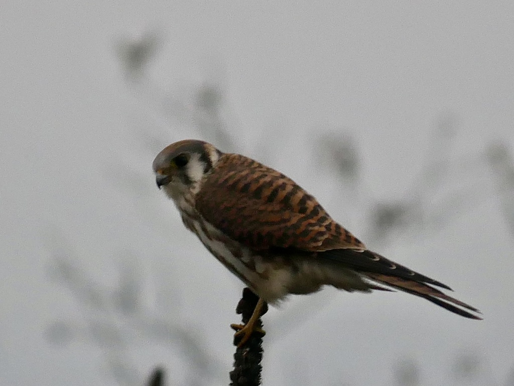 Northern American Kestrel from McKellar Island, Thunder Bay, ON, CA on ...