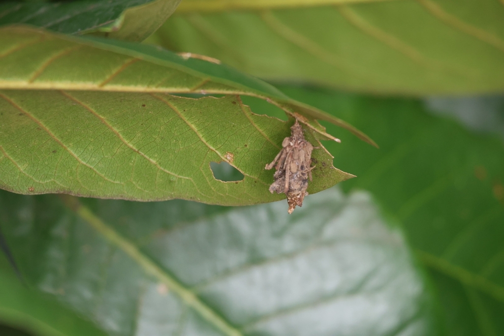 Paulownia Bagworm Moth from Shenzhen, CN-GD, CN on September 24, 2023 ...