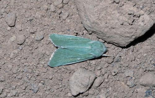 Calamia staudingeri · iNaturalist