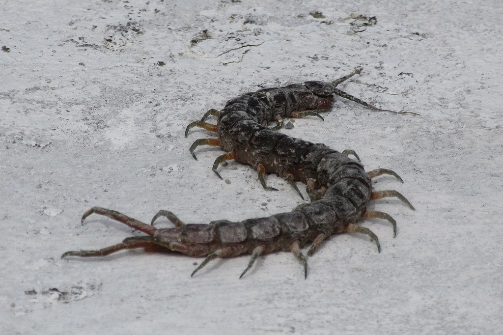 Caribbean Giant Centipede from Le Bourg, Morne-À-l'Eau, Guadeloupe on ...