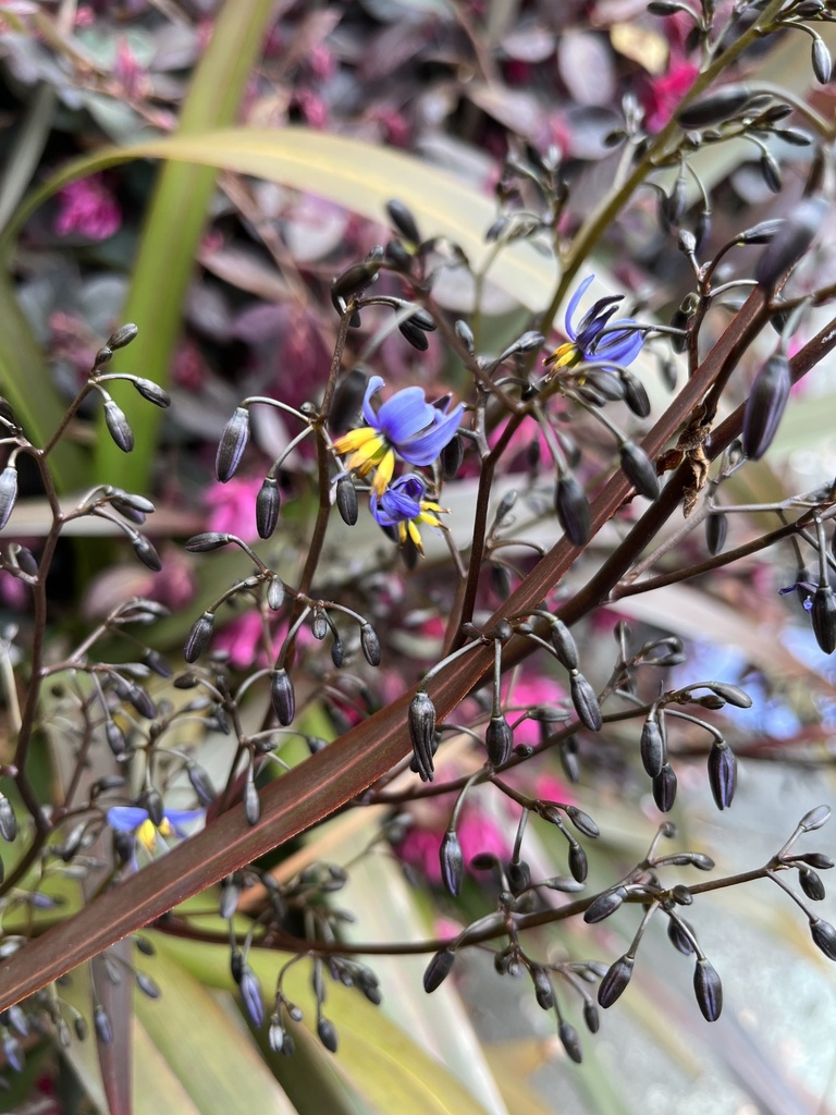 flowering plants from Te Waipounamu/South Island, Timaru, Canterbury ...