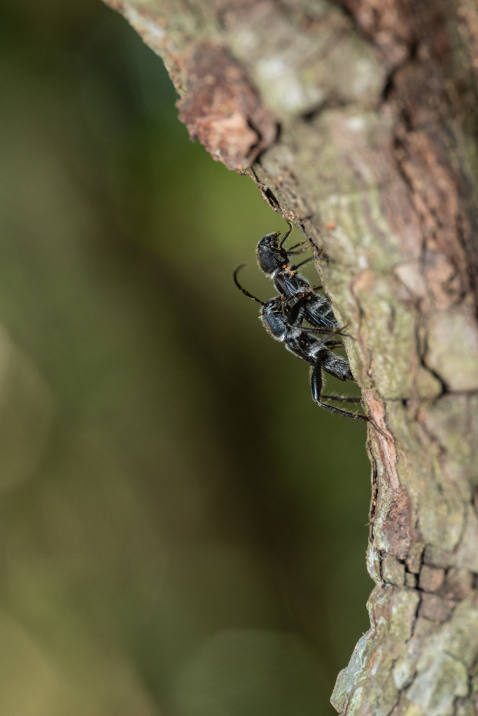 Perissus mimicus from 香港 on September 23, 2023 at 12:51 PM by Jimmy ...