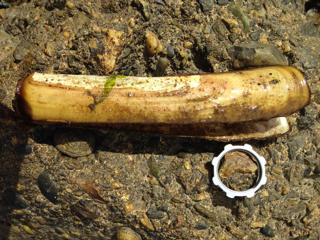 Navaja (OCÉANO - Bahía Bustamante) · iNaturalist
