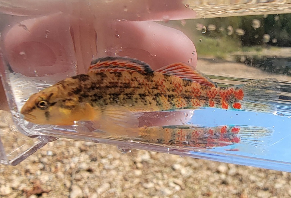 Orangethroat Darter from St Louis County, MO, USA on September 23, 2023 ...