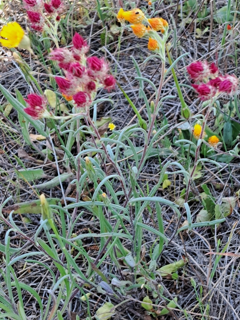 Waitzia from Mocardy WA 6603, Australia on September 24, 2023 at 11:38 ...