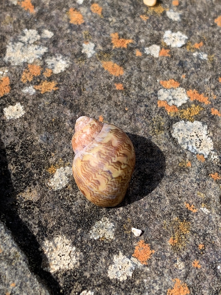 Common pheasant shell from Tasmania, Lulworth, TAS, AU on September 24 ...