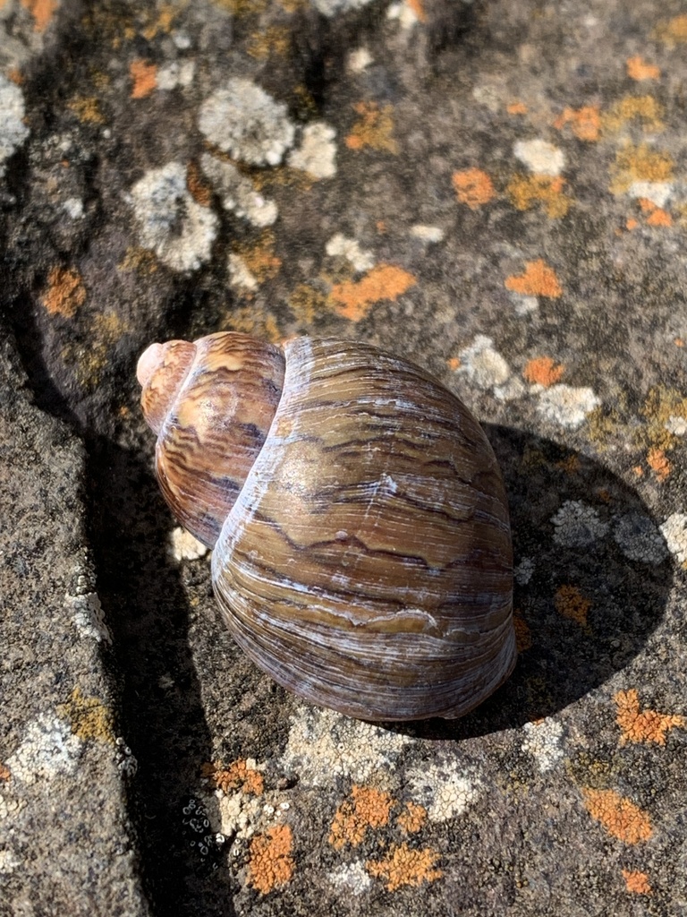 Common pheasant shell from Tasmania, Lulworth, TAS, AU on September 24 ...