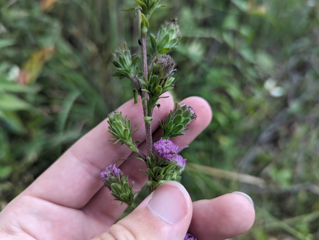 Nieuwland's blazing star in September 2023 by Ryan Sorrells · iNaturalist