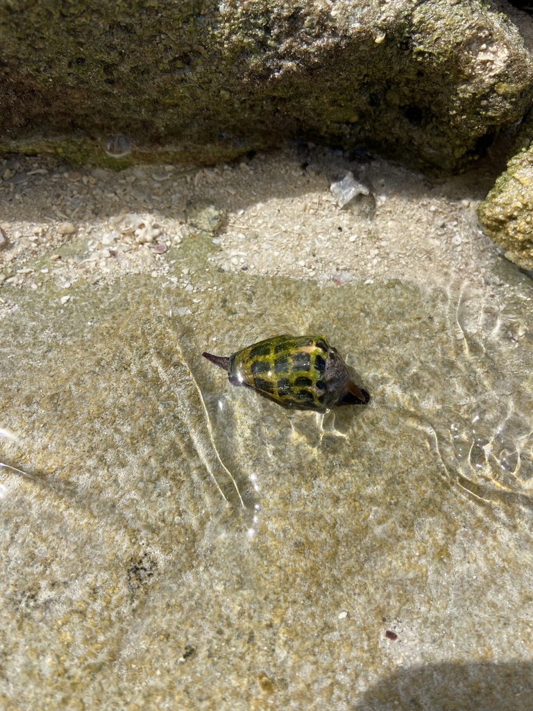 Black-and-white Cone Snail from South Pacific Ocean, Green Island, QLD ...