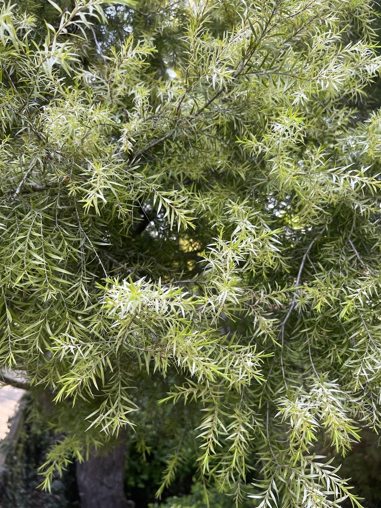 black tea-tree from Bramasole Walk, Tzaneen, LP, ZA on September 24 ...