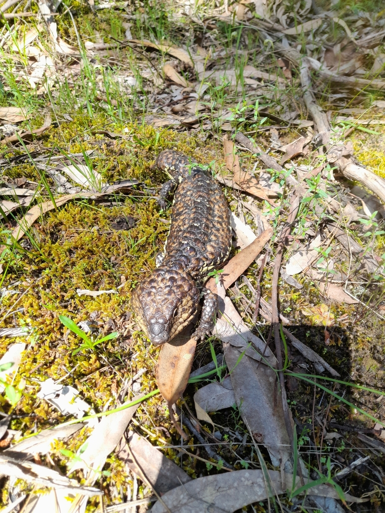 Shingleback from Kangarilla SA 5157, Australia on September 24, 2023 at ...