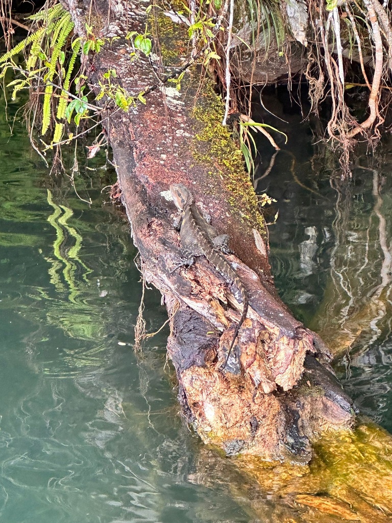 Eastern Water Dragon from Yarrabah, AU-QL, AU on September 10, 2023 at ...