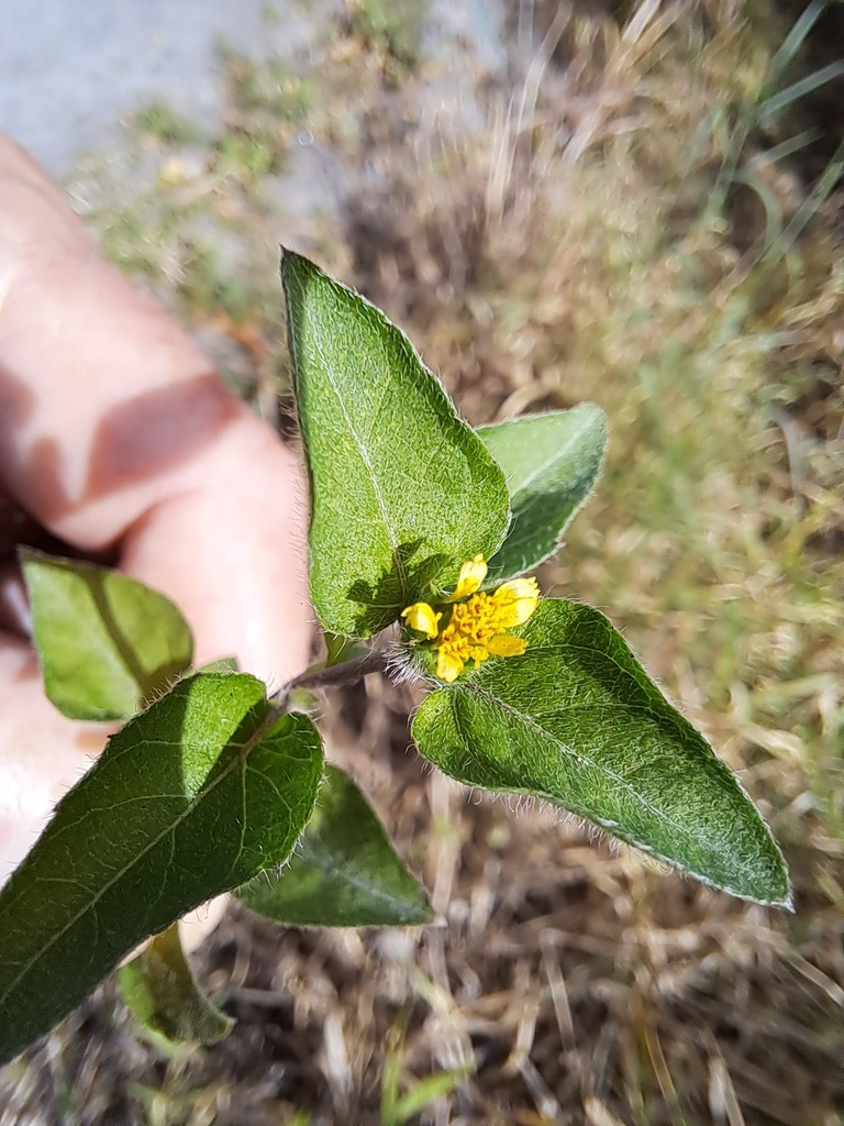 straggler daisy from Gold Coast QLD, Australia on September 3, 2023 at ...