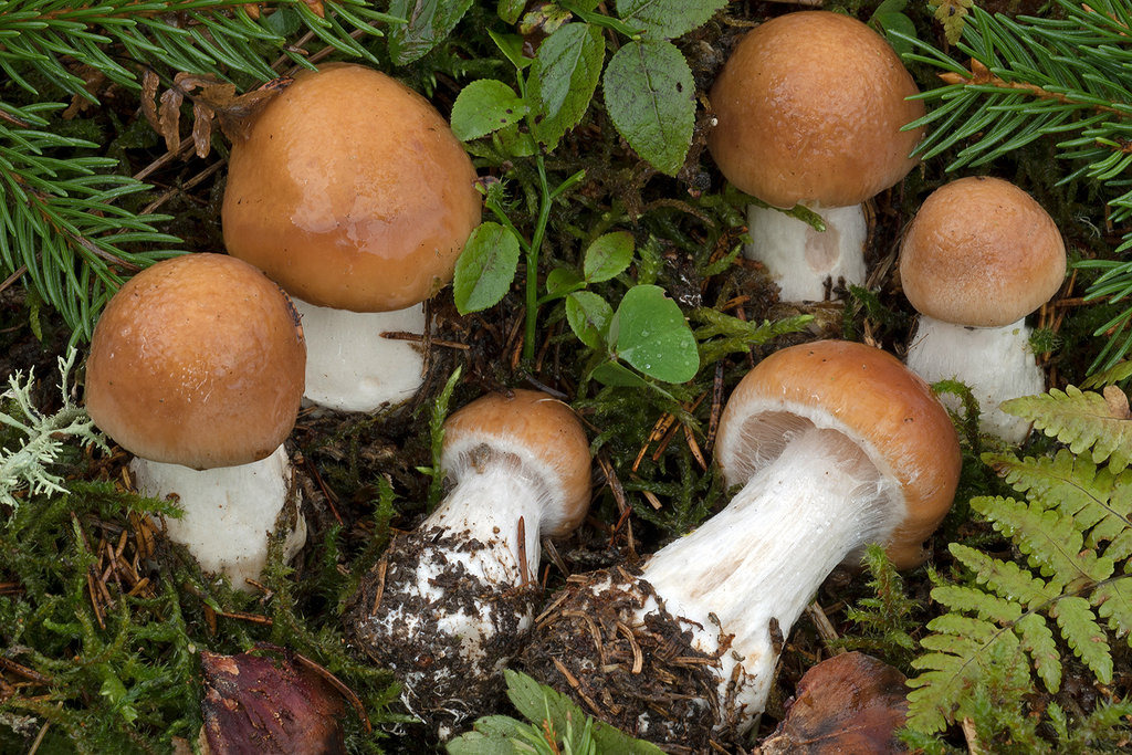 Thaxterogaster talimultiformis from Obersaxen Mundaun, Svizzera on ...